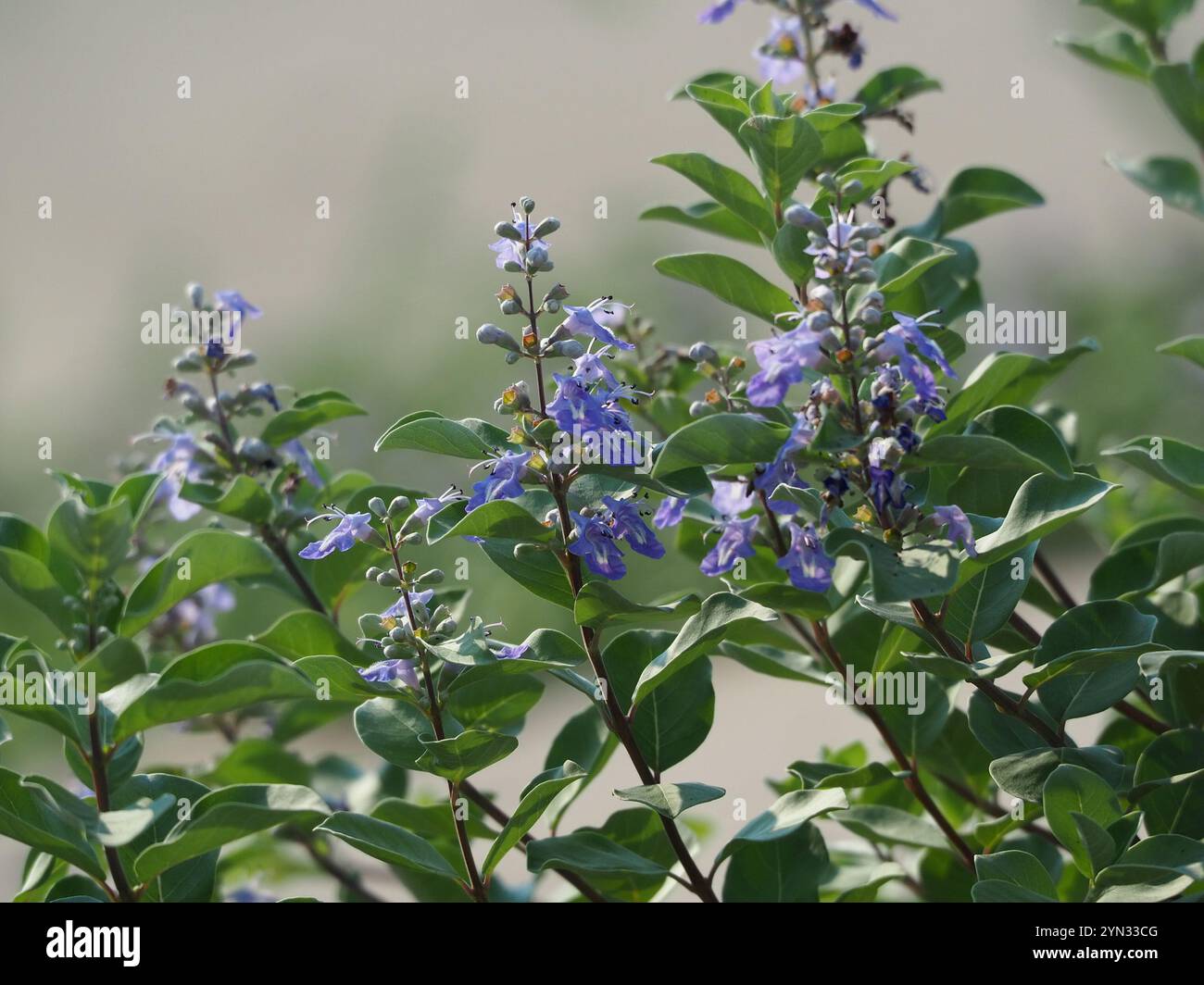 Beach Vitex (Vitex rotundifolia Stock Photo - Alamy