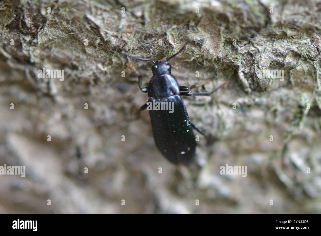 Melandrya caraboides hi-res stock photography and images - Alamy