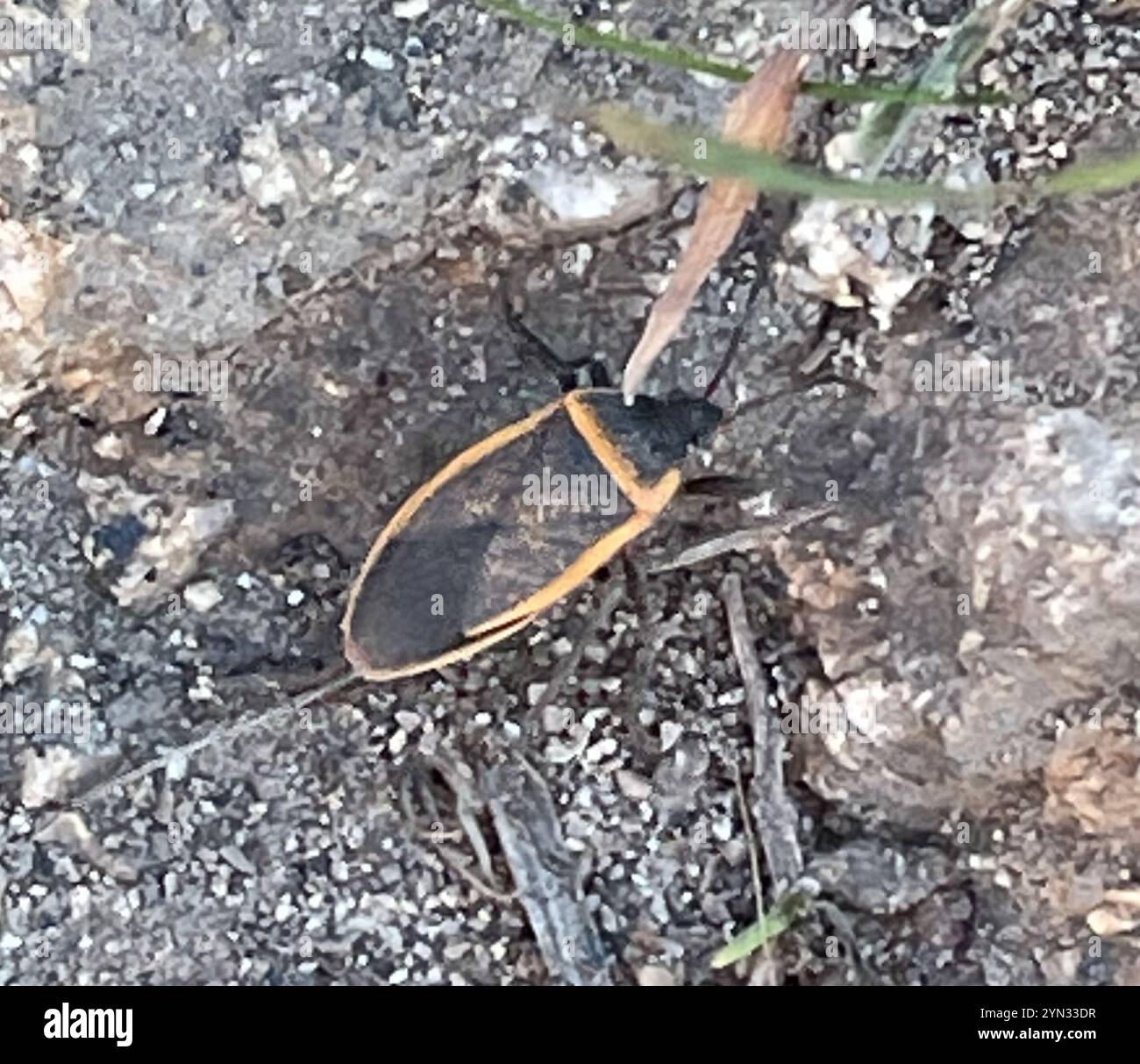 California Bordered Plant Bug (Largus californicus Stock Photo - Alamy
