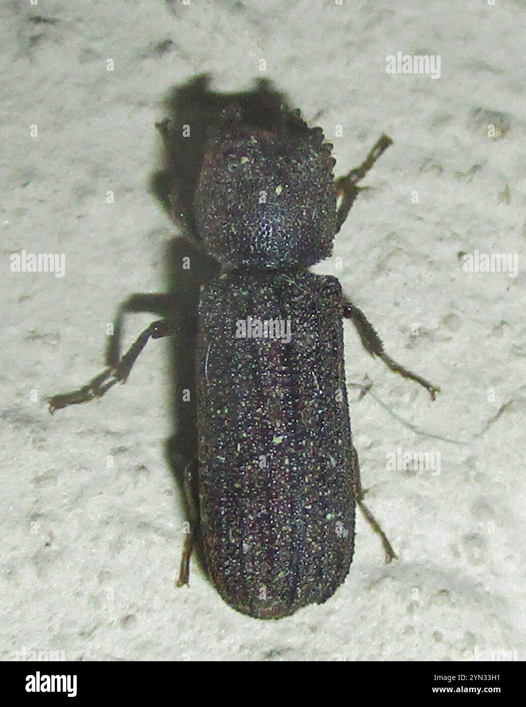 Auger Beetles (Bostrichidae Stock Photo - Alamy