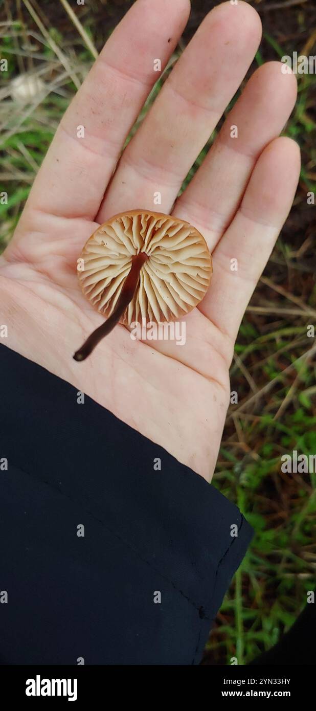 red pinwheel (Marasmius plicatulus Stock Photo - Alamy