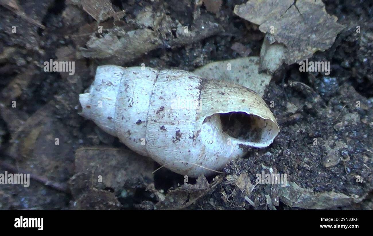 Decollate Snail (Rumina decollata Stock Photo - Alamy