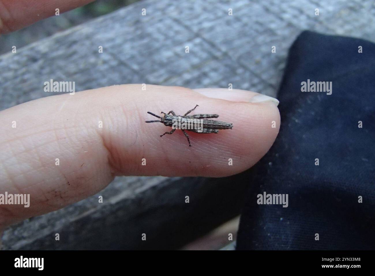 Bark-mimicking Grasshopper (Coryphistes ruricola Stock Photo - Alamy