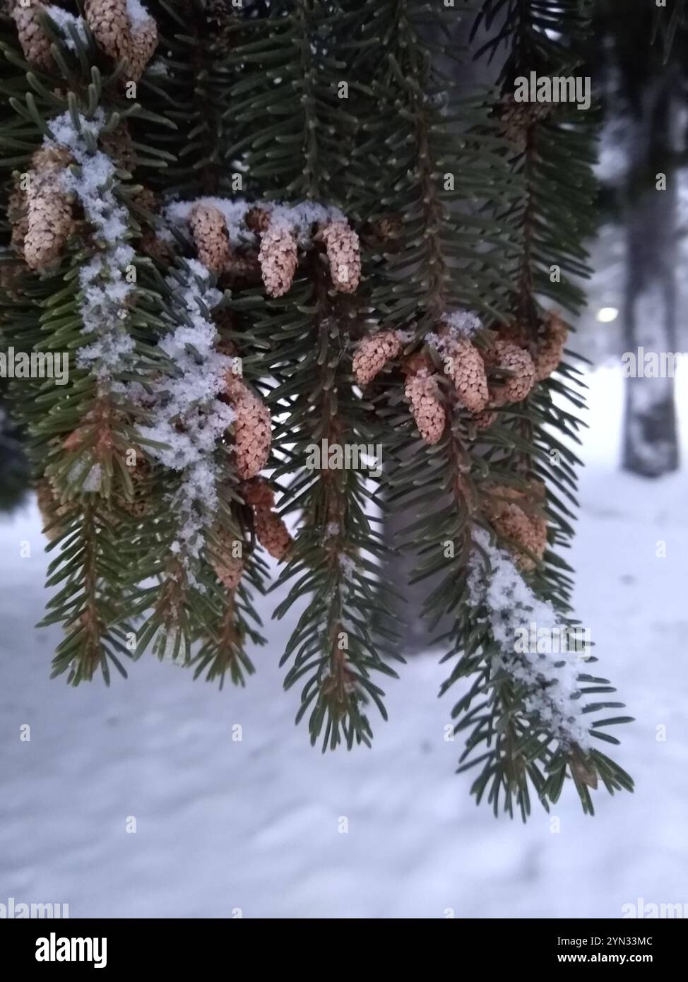 Norway spruce (Picea abies Stock Photo - Alamy