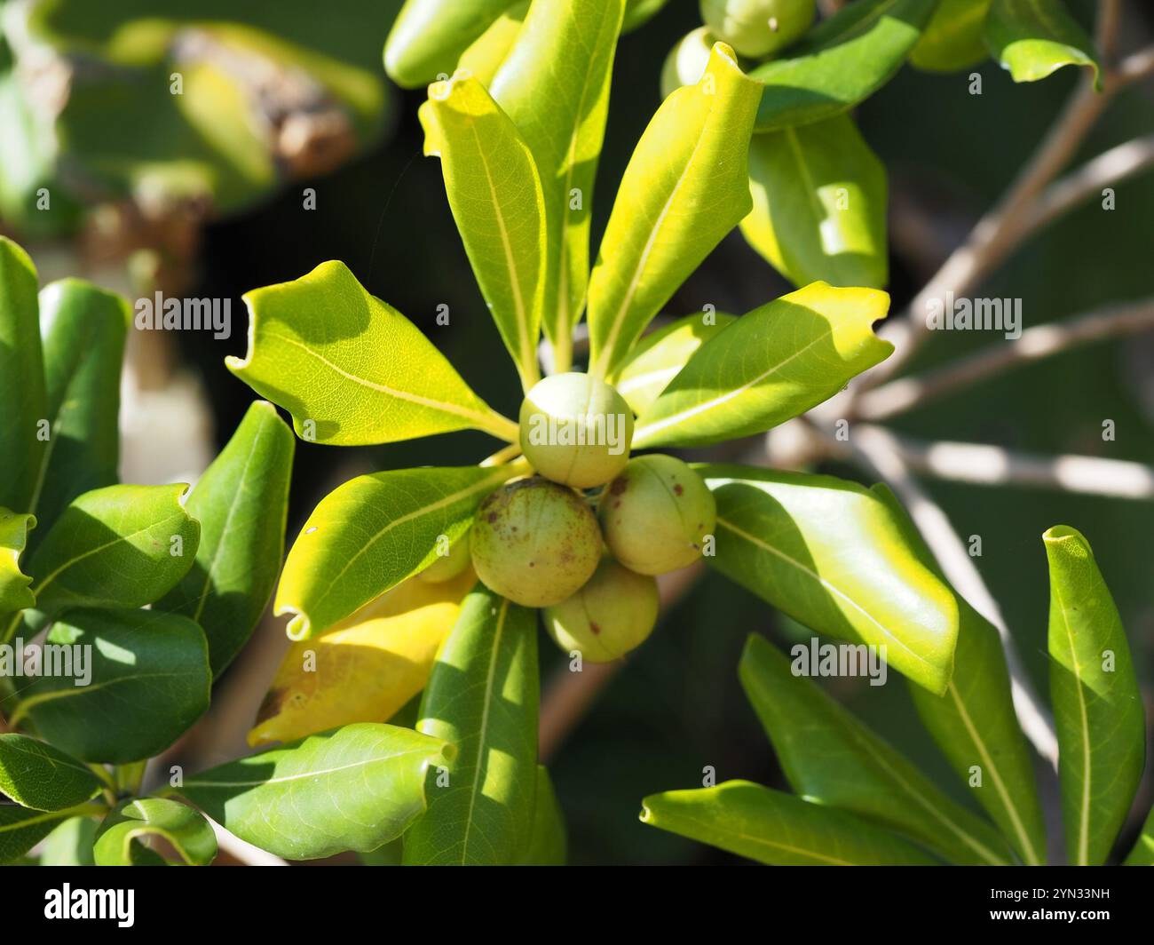 Japanese cheesewood (Pittosporum tobira Stock Photo - Alamy
