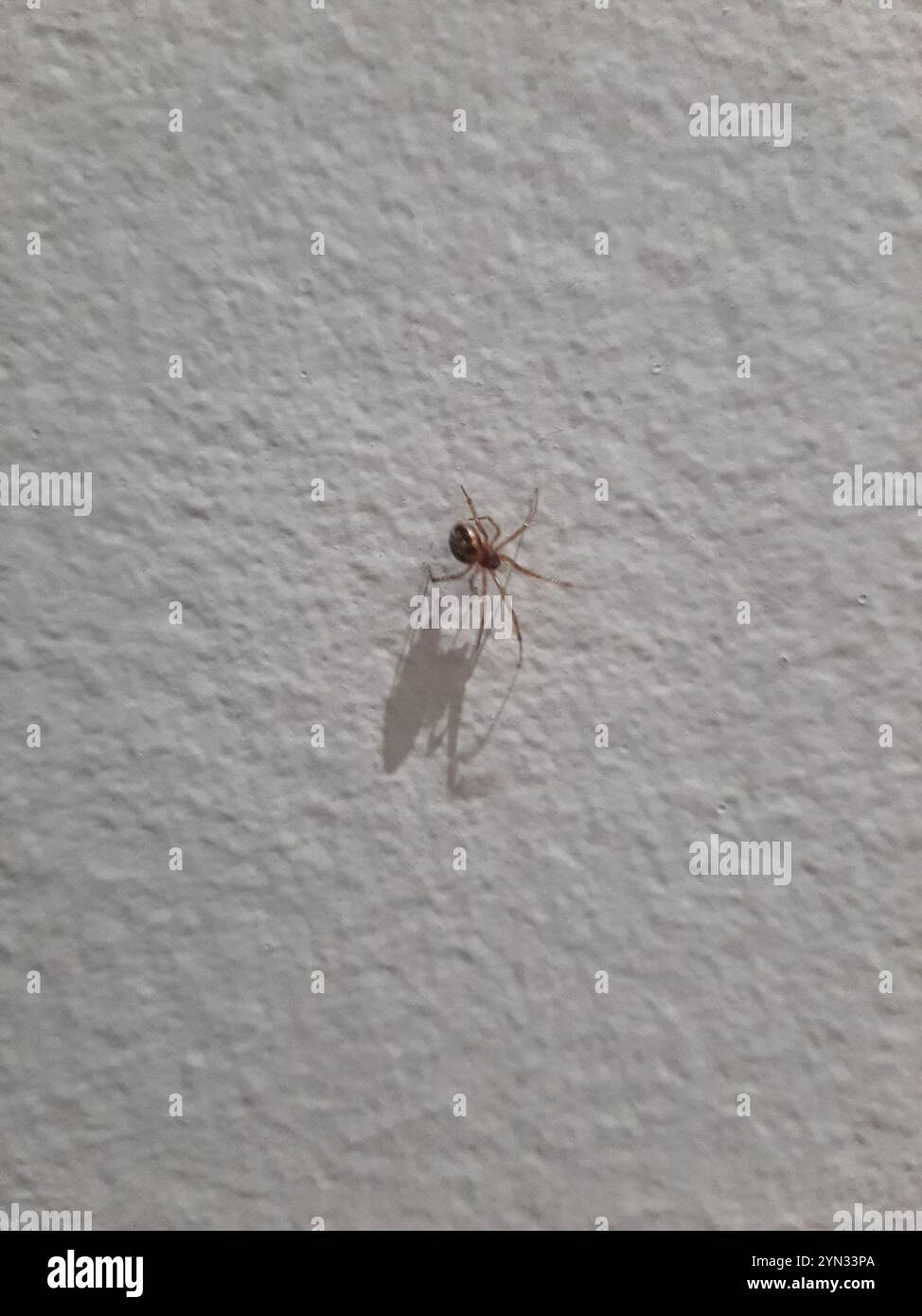 Triangulate Combfoot (Steatoda triangulosa Stock Photo - Alamy