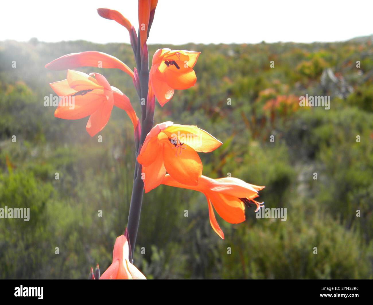Table mountain watsonia hi-res stock photography and images - Alamy