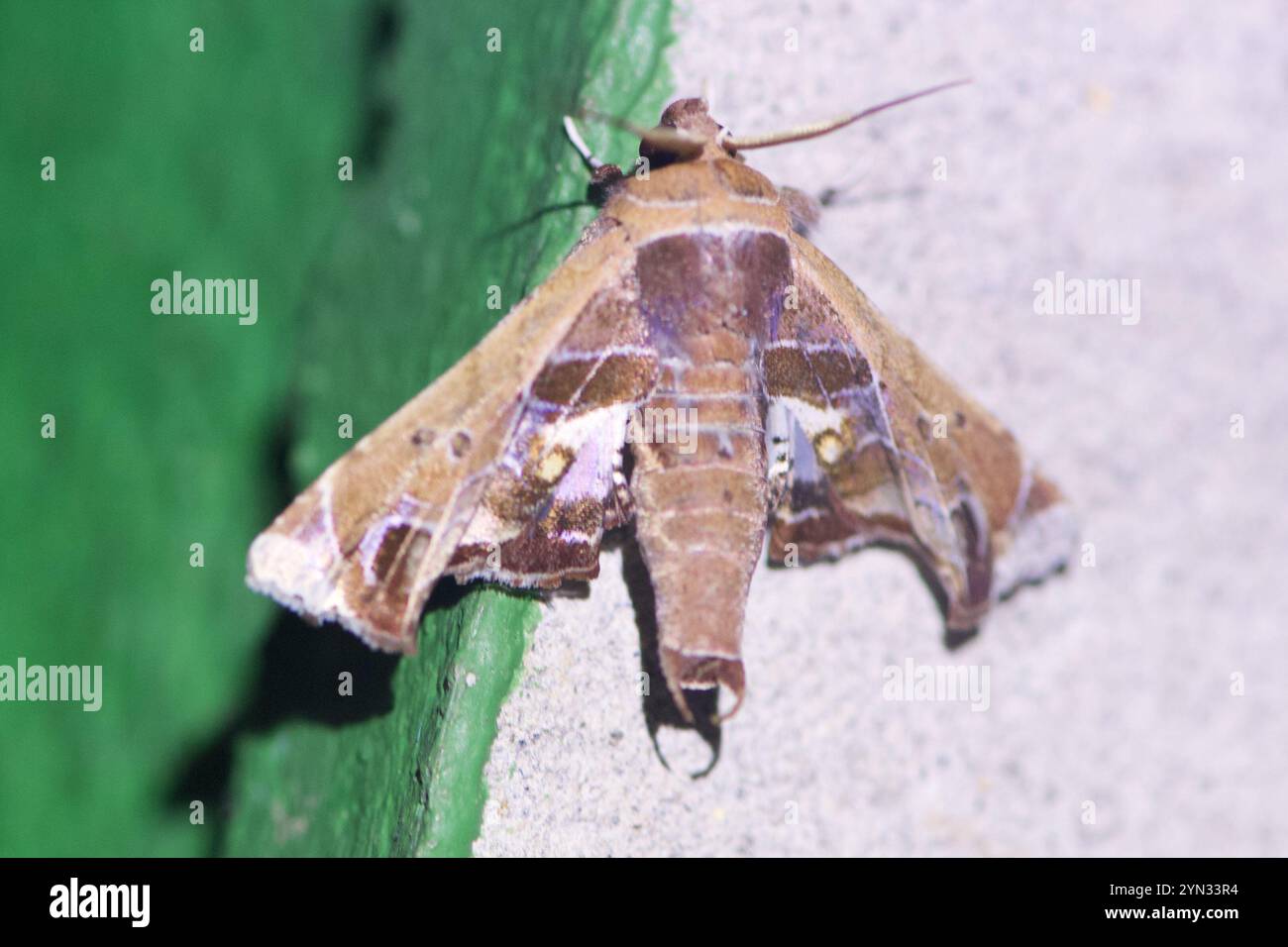 Eutelia hi-res stock photography and images - Alamy