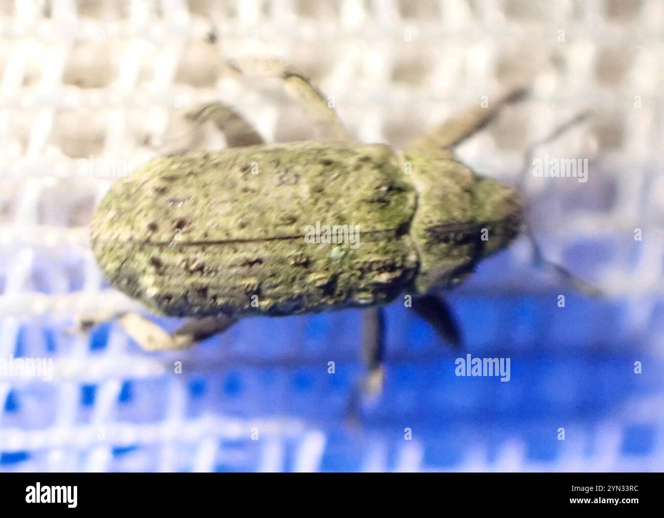 True Weevils (Curculionidae Stock Photo - Alamy