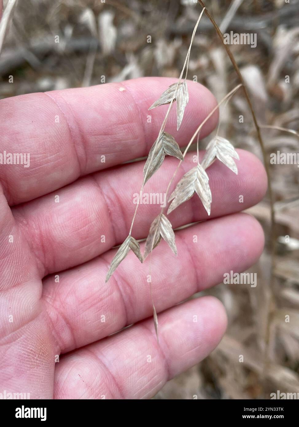 inland wood oats (Chasmanthium latifolium Stock Photo - Alamy