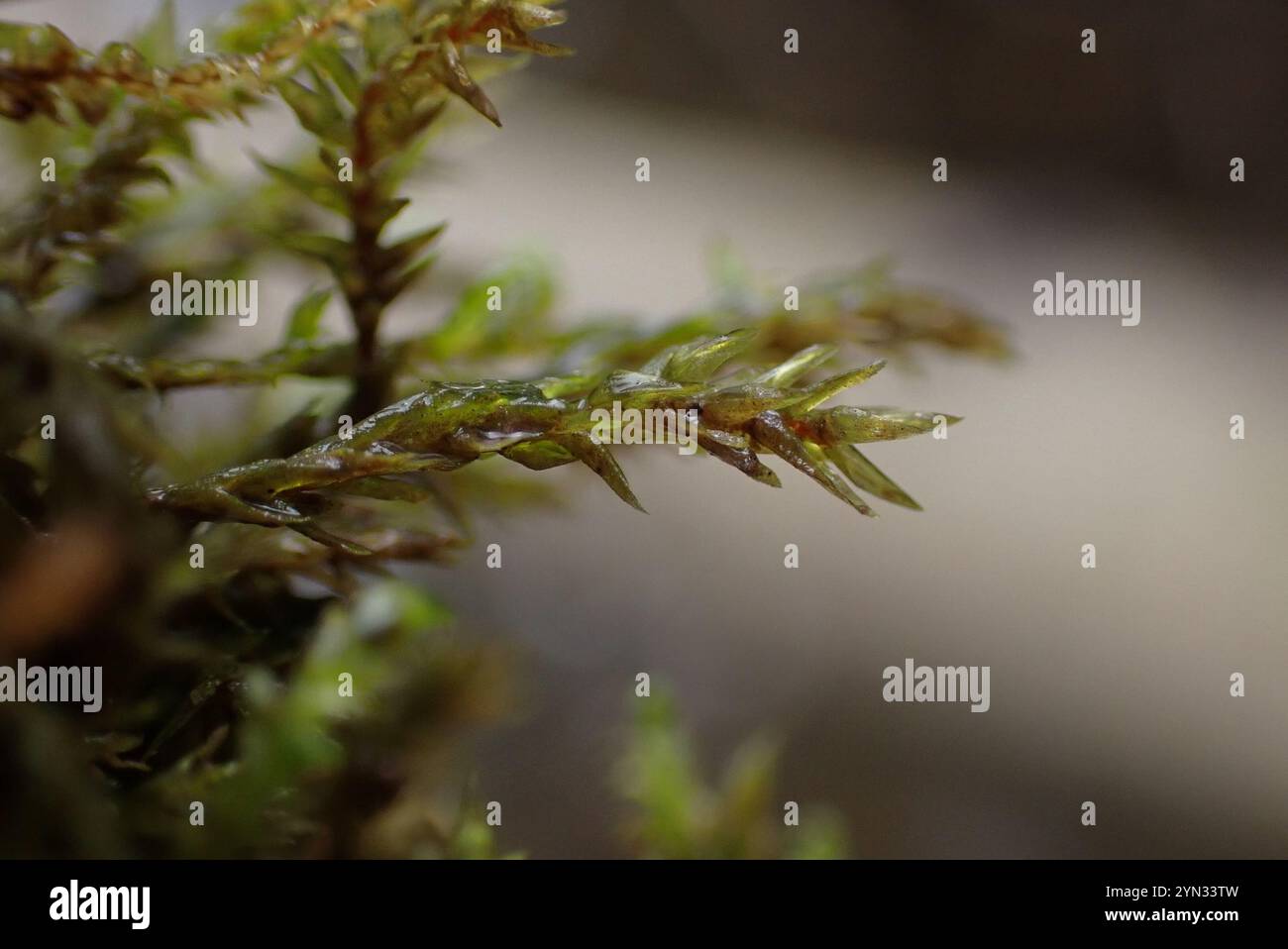 American Tree Moss (Climacium americanum Stock Photo - Alamy
