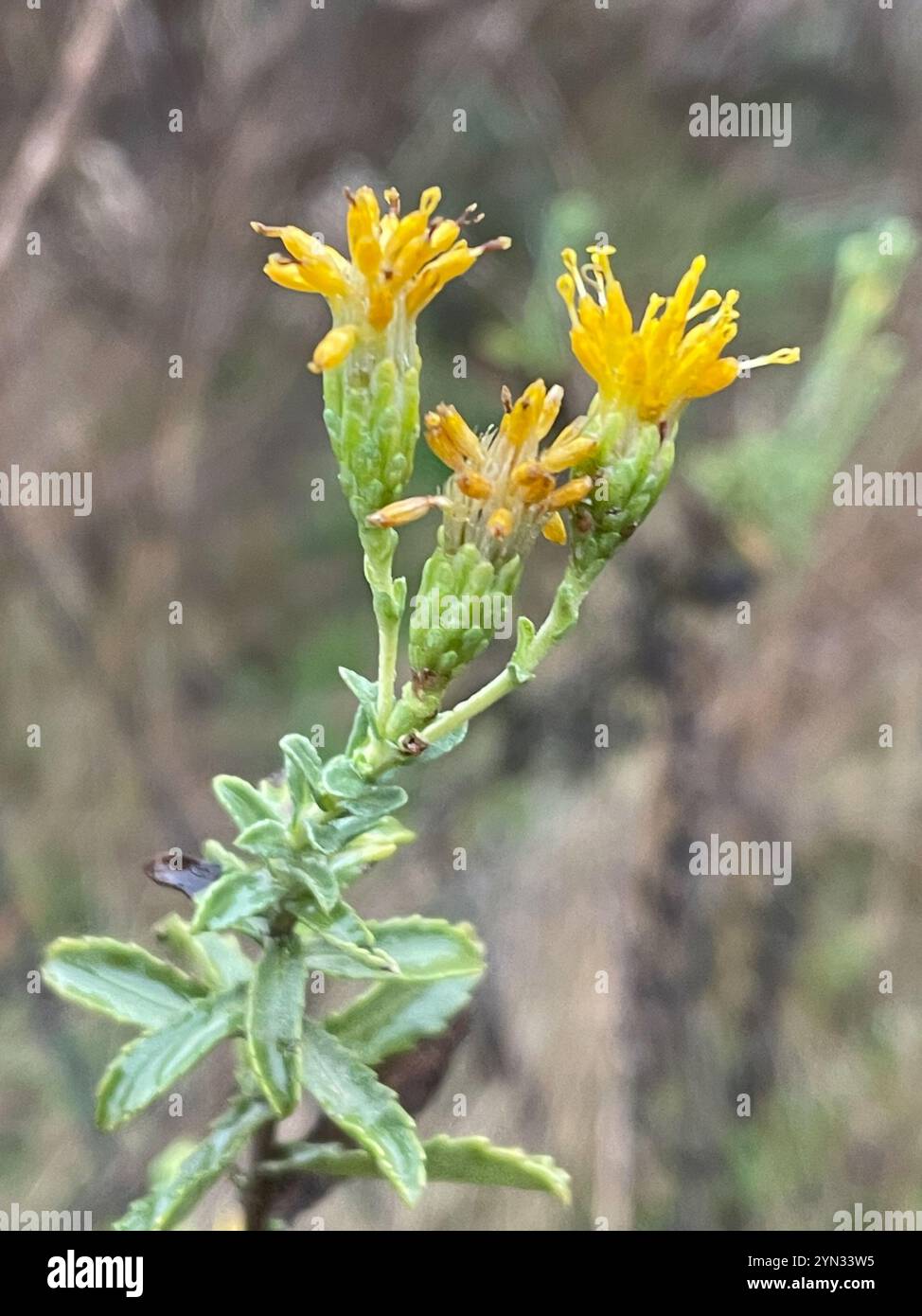Coastal Goldenbush (Isocoma menziesii Stock Photo - Alamy