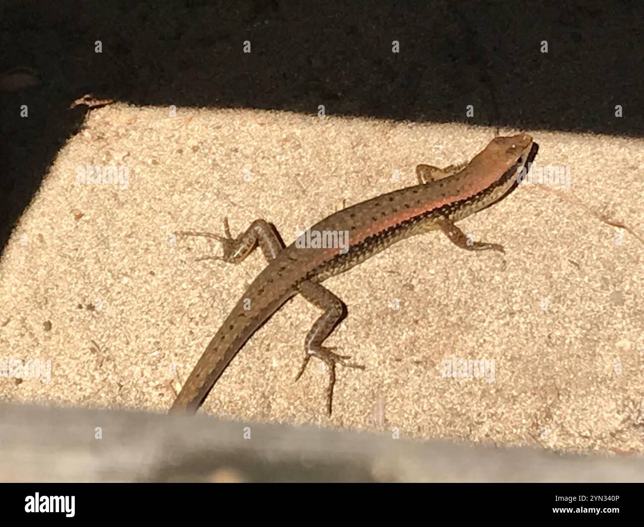 Spotted Forest Skink (Sphenomorphus maculatus Stock Photo - Alamy