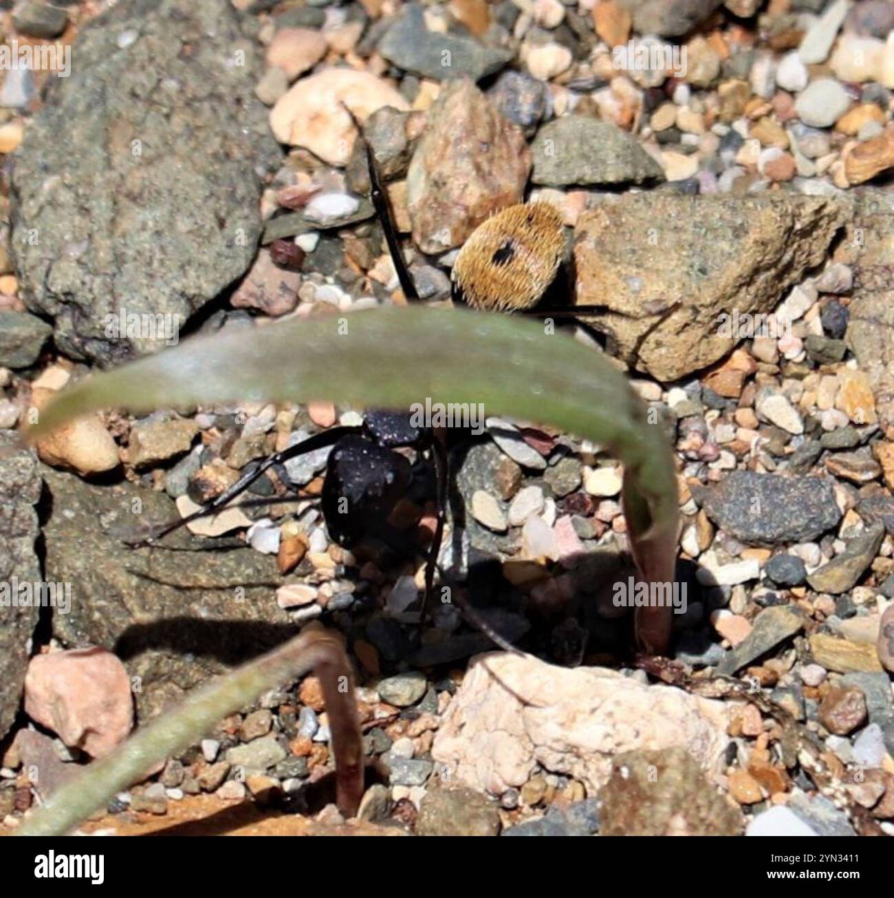 Balbyter ant hi-res stock photography and images - Alamy