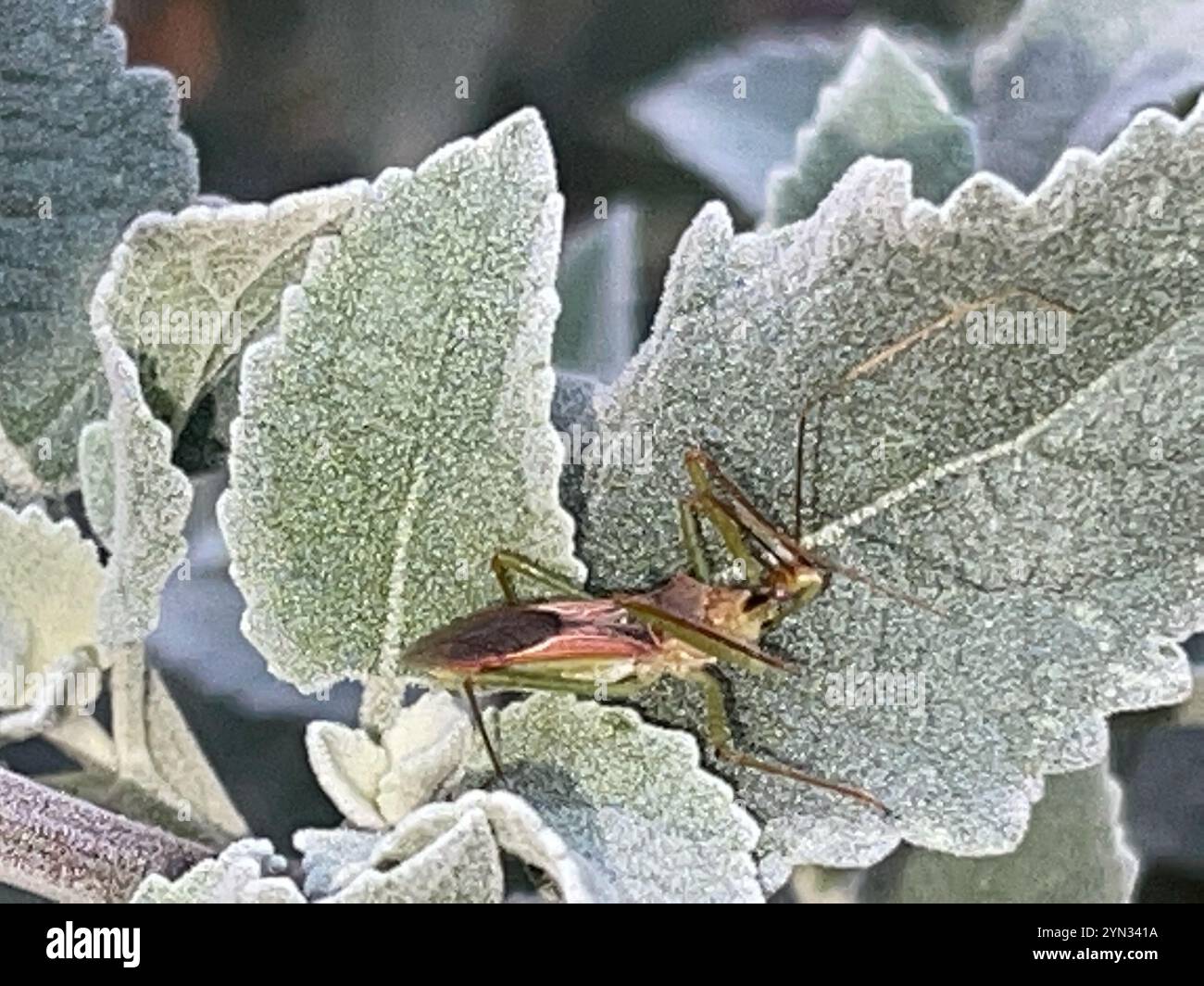 Leafhopper Assassin Bug (Zelus renardii Stock Photo - Alamy