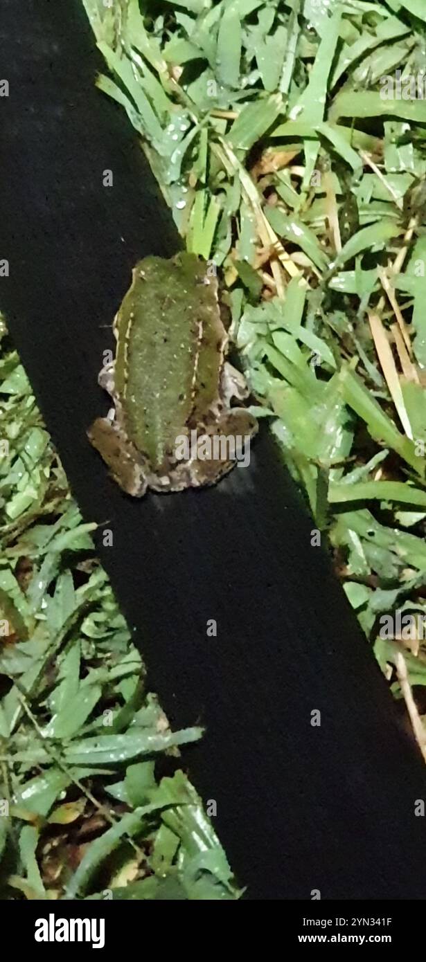 New Holland Frog (Ranoidea novaehollandiae Stock Photo - Alamy