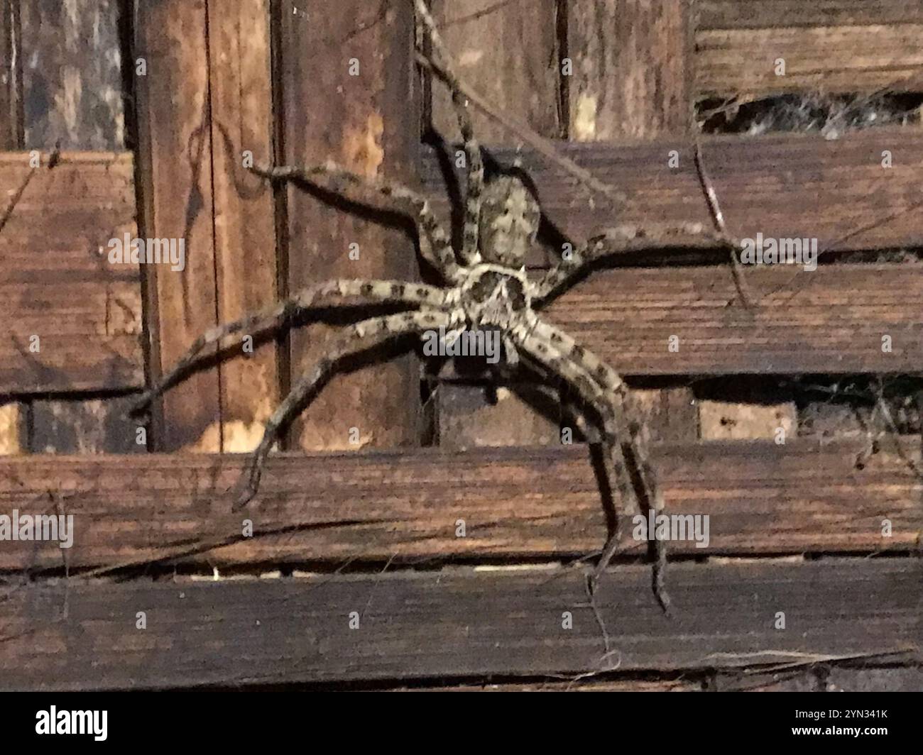 Pantropical Huntsman Spider (Heteropoda venatoria Stock Photo - Alamy