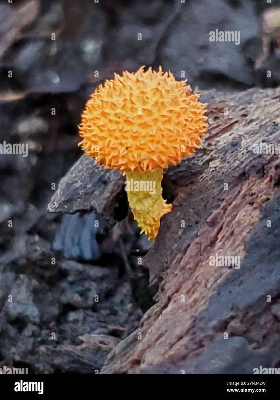 Golden-scruffy Collybia (Cyptotrama asprata Stock Photo - Alamy