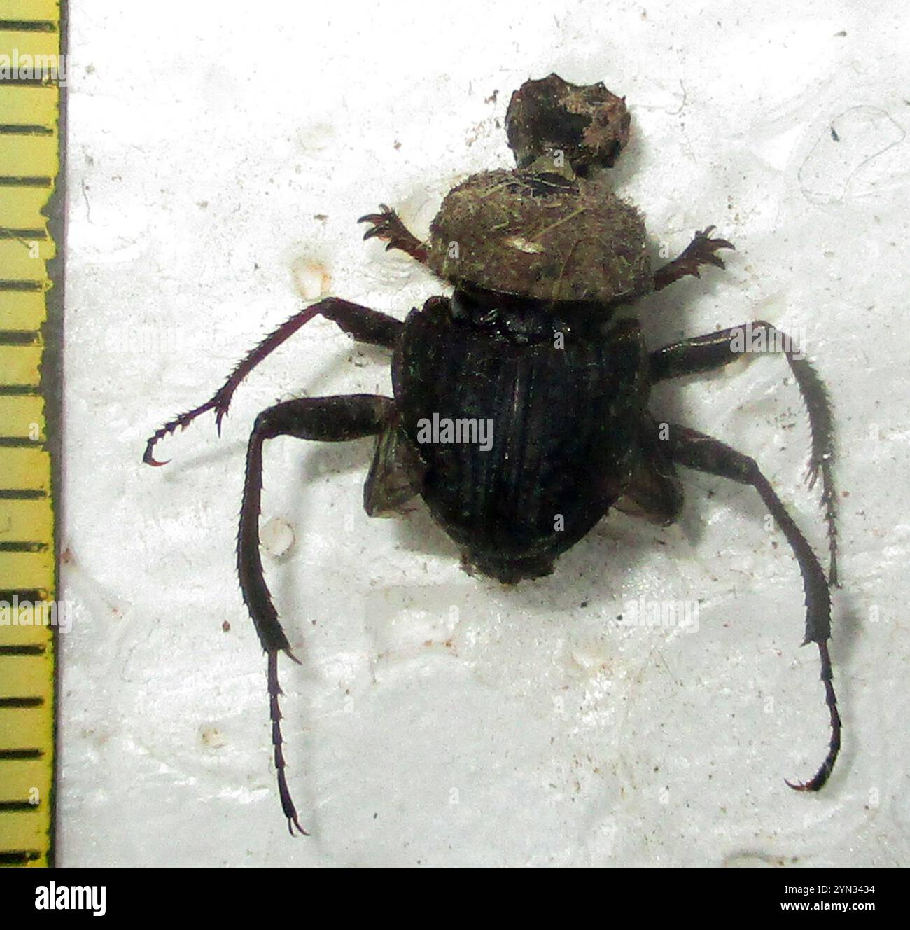 Spider Dung Beetles (Sisyphus Stock Photo - Alamy