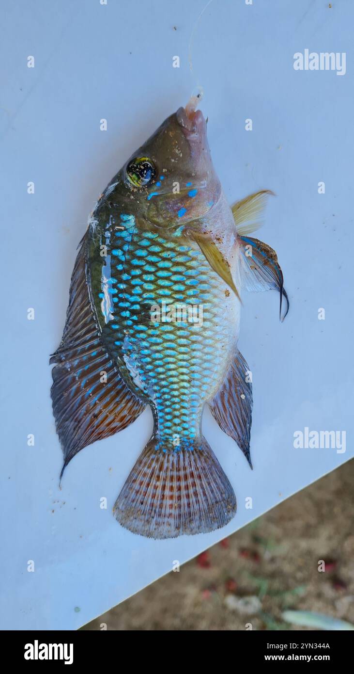 Pearl Cichlid (Geophagus brasiliensis Stock Photo - Alamy