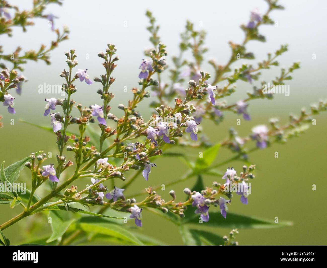 Five-leaved chaste tree (Vitex negundo Stock Photo - Alamy