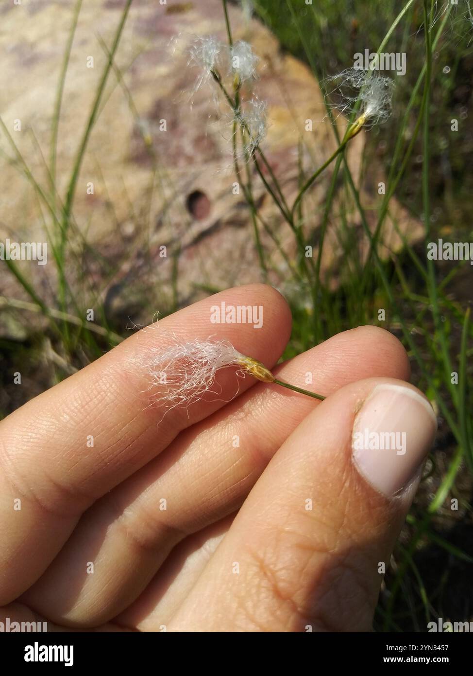 Cotton Deergrass (Trichophorum alpinum Stock Photo - Alamy