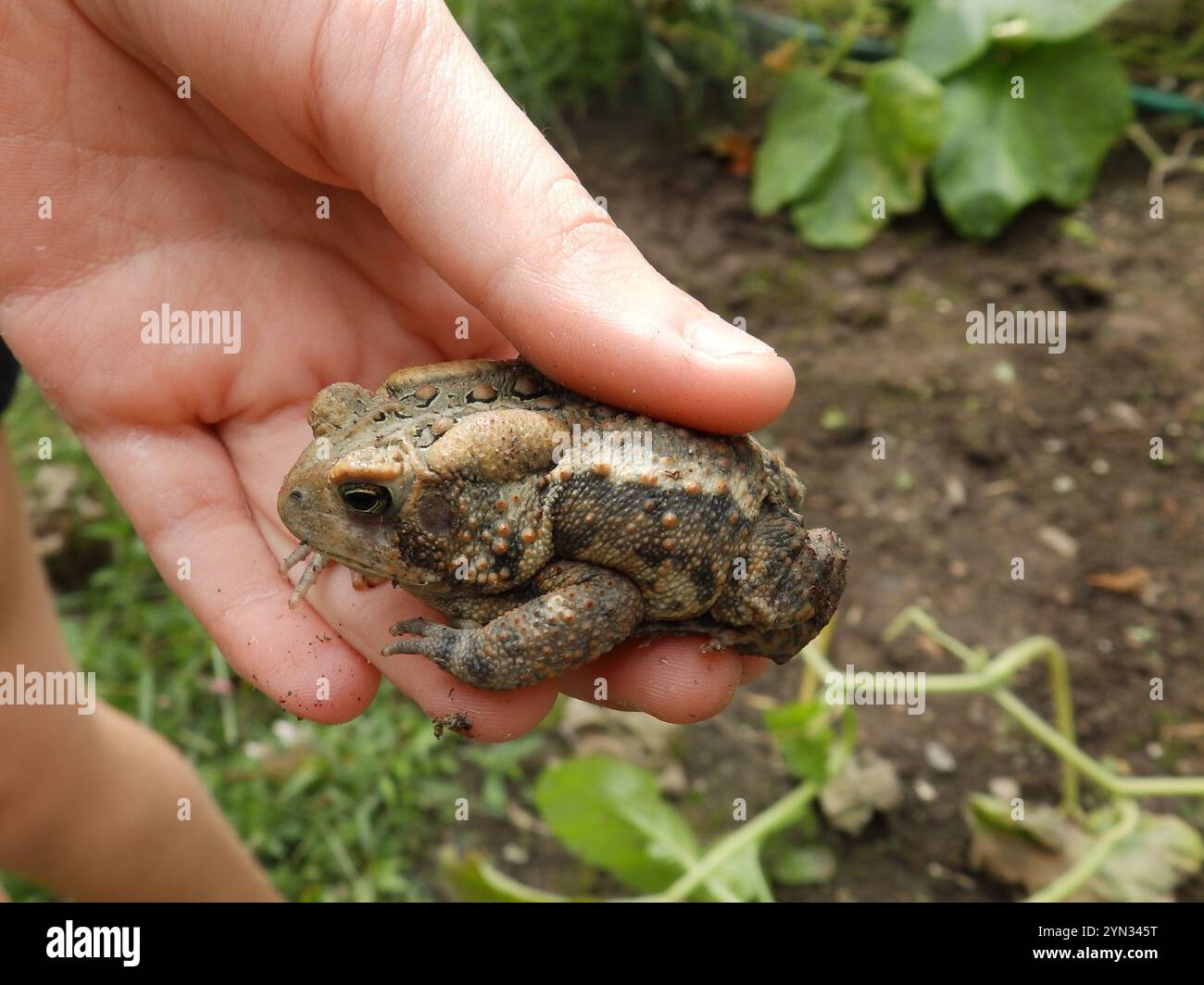 American Toad (Anaxyrus americanus Stock Photo - Alamy