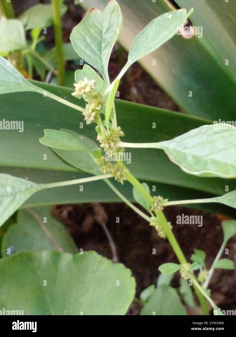 Amaranthus deflexus hi-res stock photography and images - Alamy