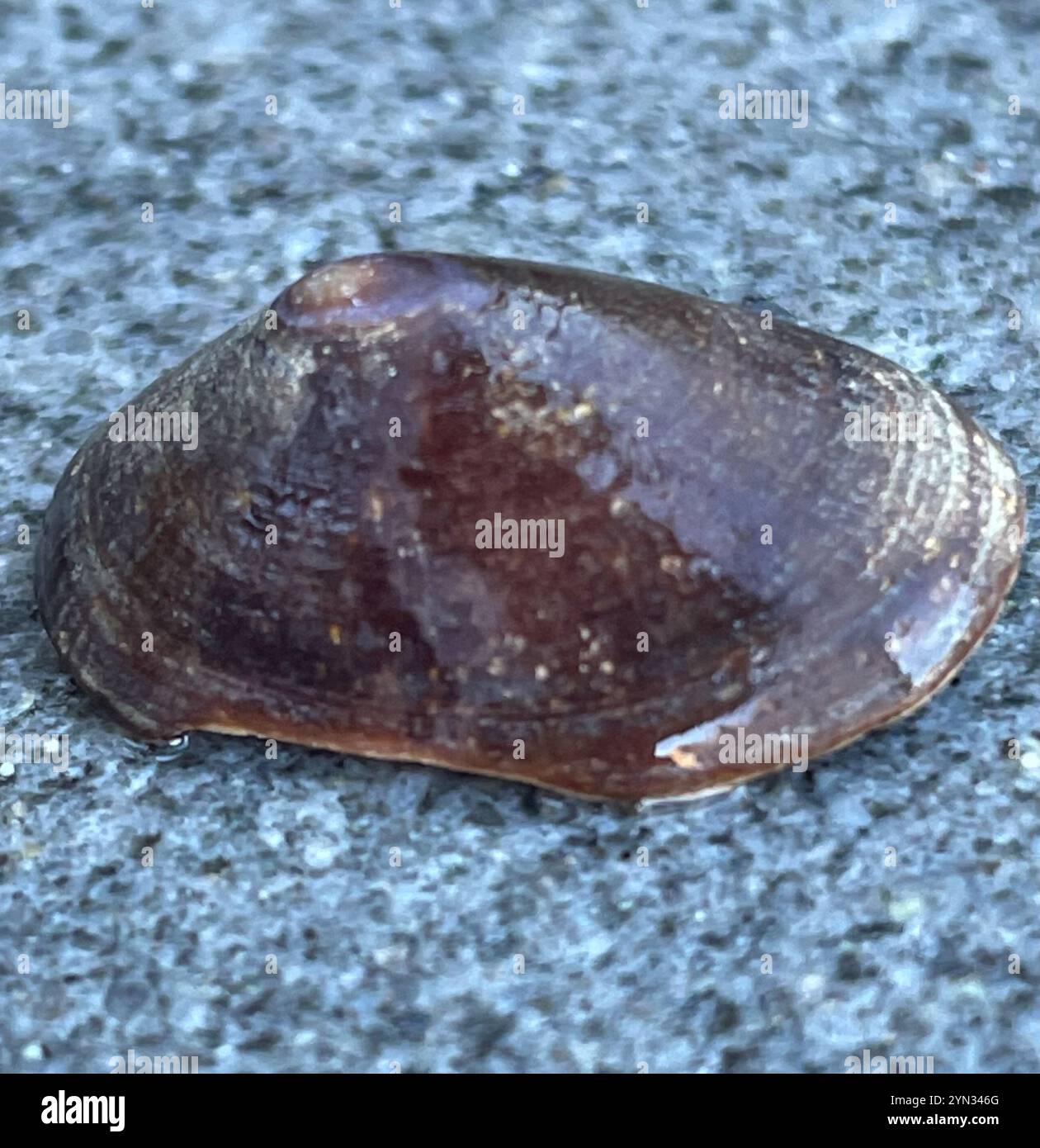 Seaweed Limpet (Discurria insessa Stock Photo - Alamy