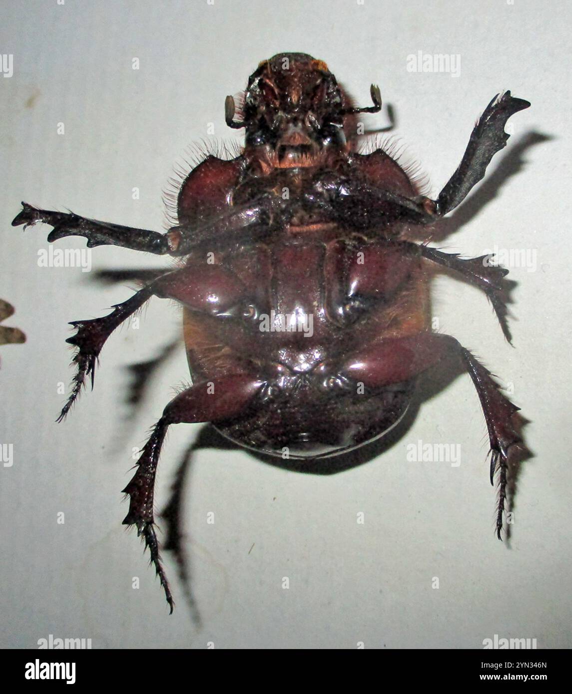 Giant Dung Beetles (Heliocopris Stock Photo - Alamy