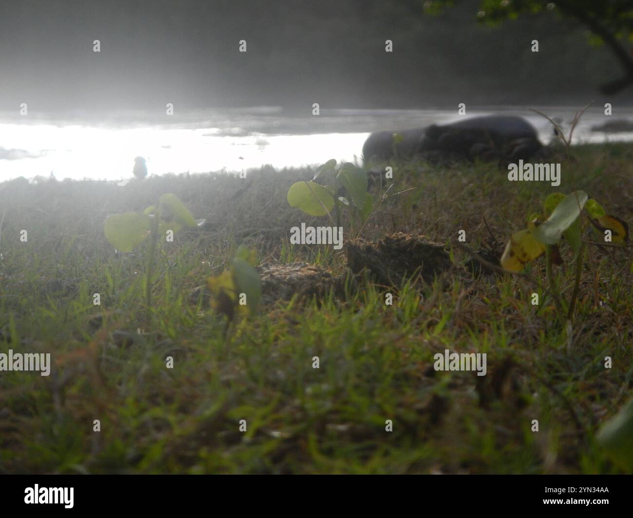 Thespesia populnea portia tree hi-res stock photography and images - Alamy