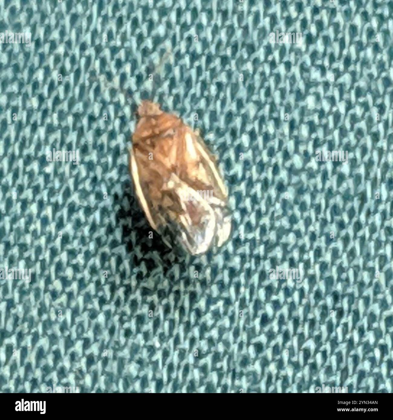 True Bugs (Heteroptera Stock Photo - Alamy