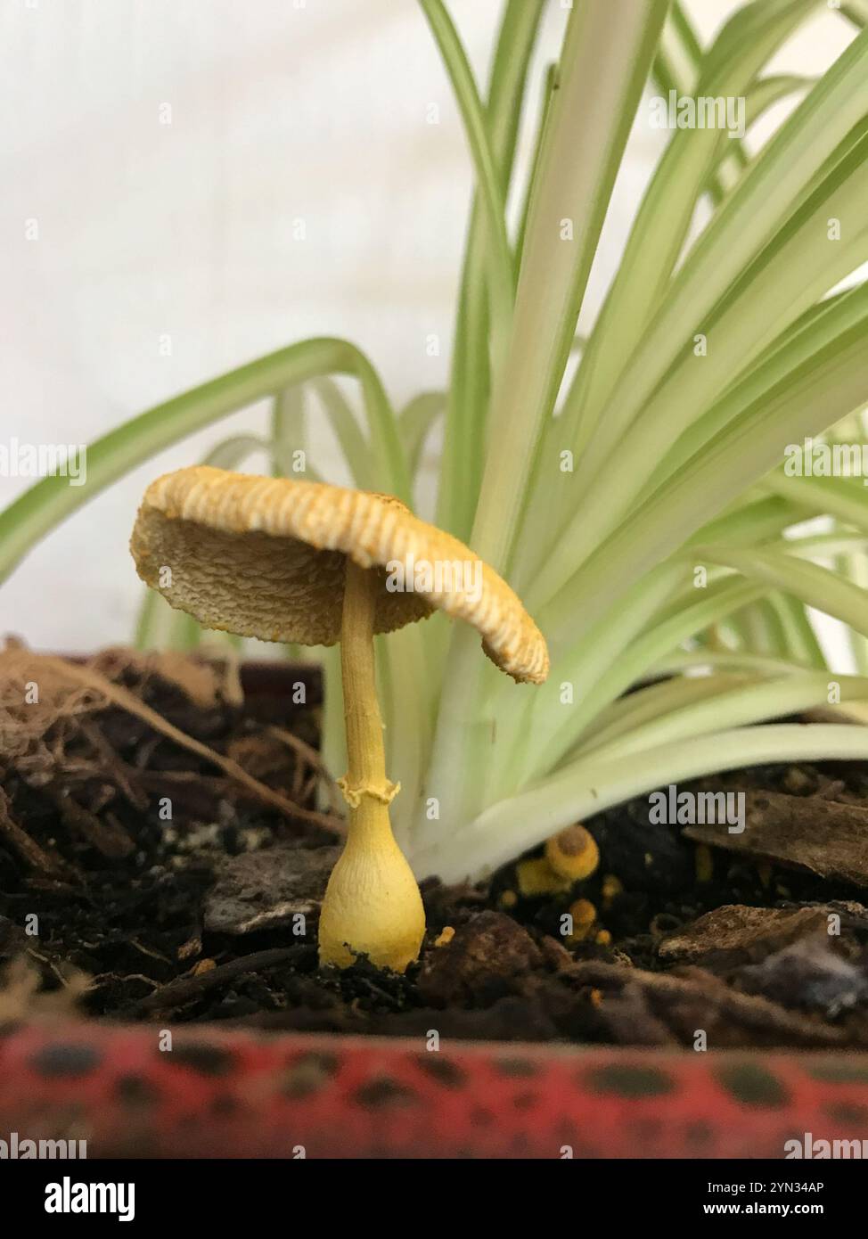 flowerpot parasol (Leucocoprinus birnbaumii Stock Photo - Alamy