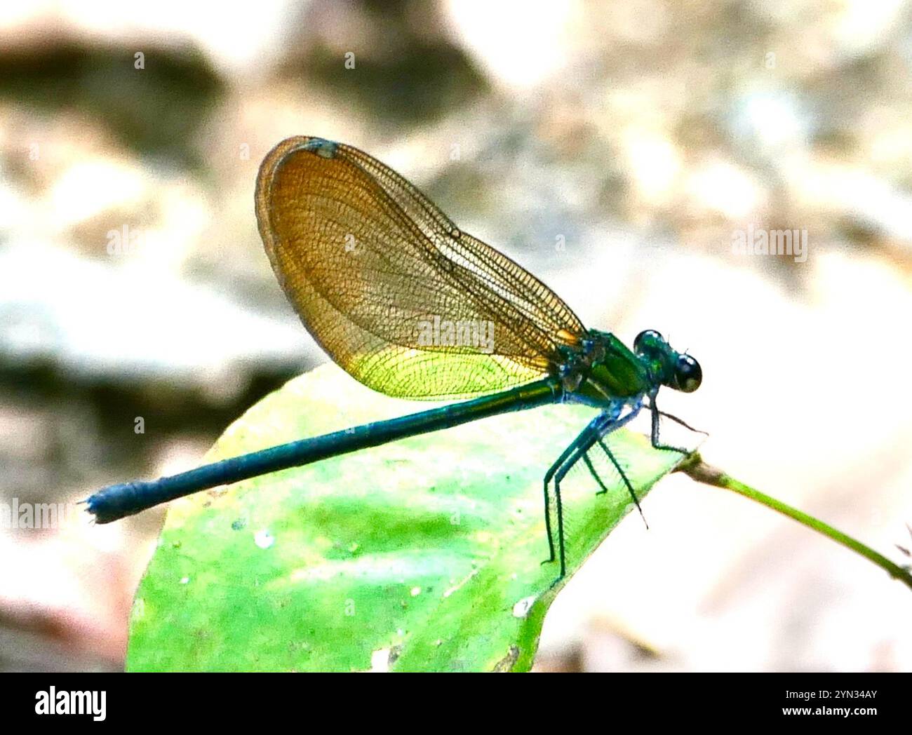 Broad-winged Damselflies (Calopterygidae Stock Photo - Alamy