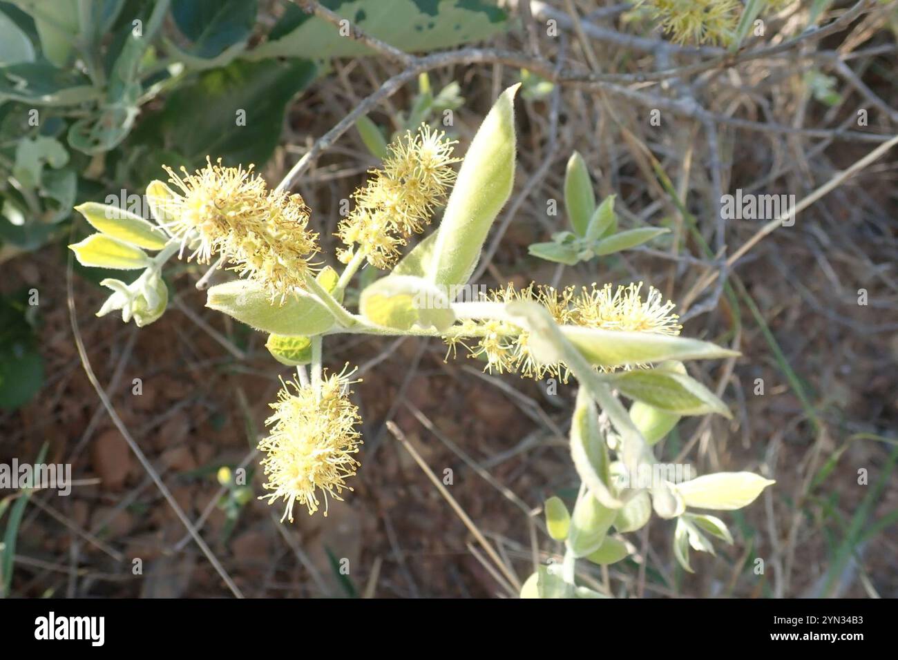 Combretum molle hi-res stock photography and images - Alamy