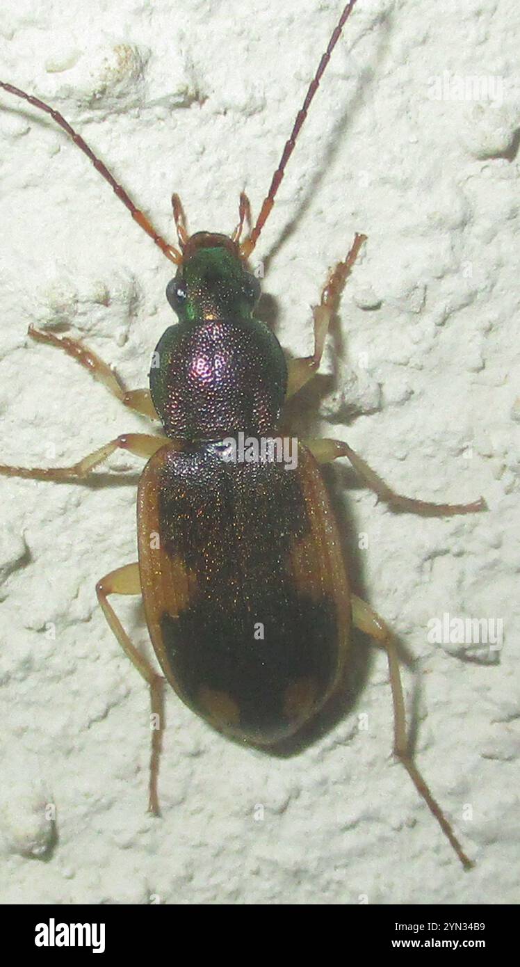 Vivid Metallic Ground Beetles (Chlaenius Stock Photo - Alamy