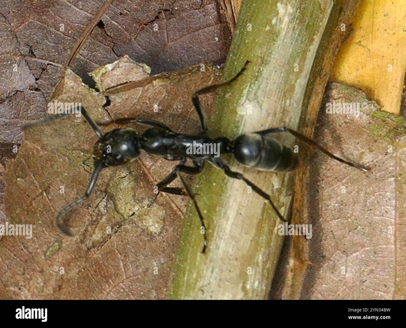 Matabele Ant (Megaponera analis Stock Photo - Alamy