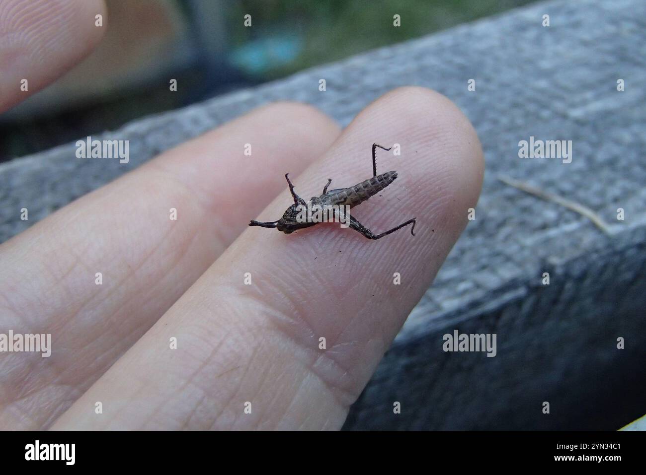 Bark-mimicking Grasshopper (Coryphistes ruricola Stock Photo - Alamy