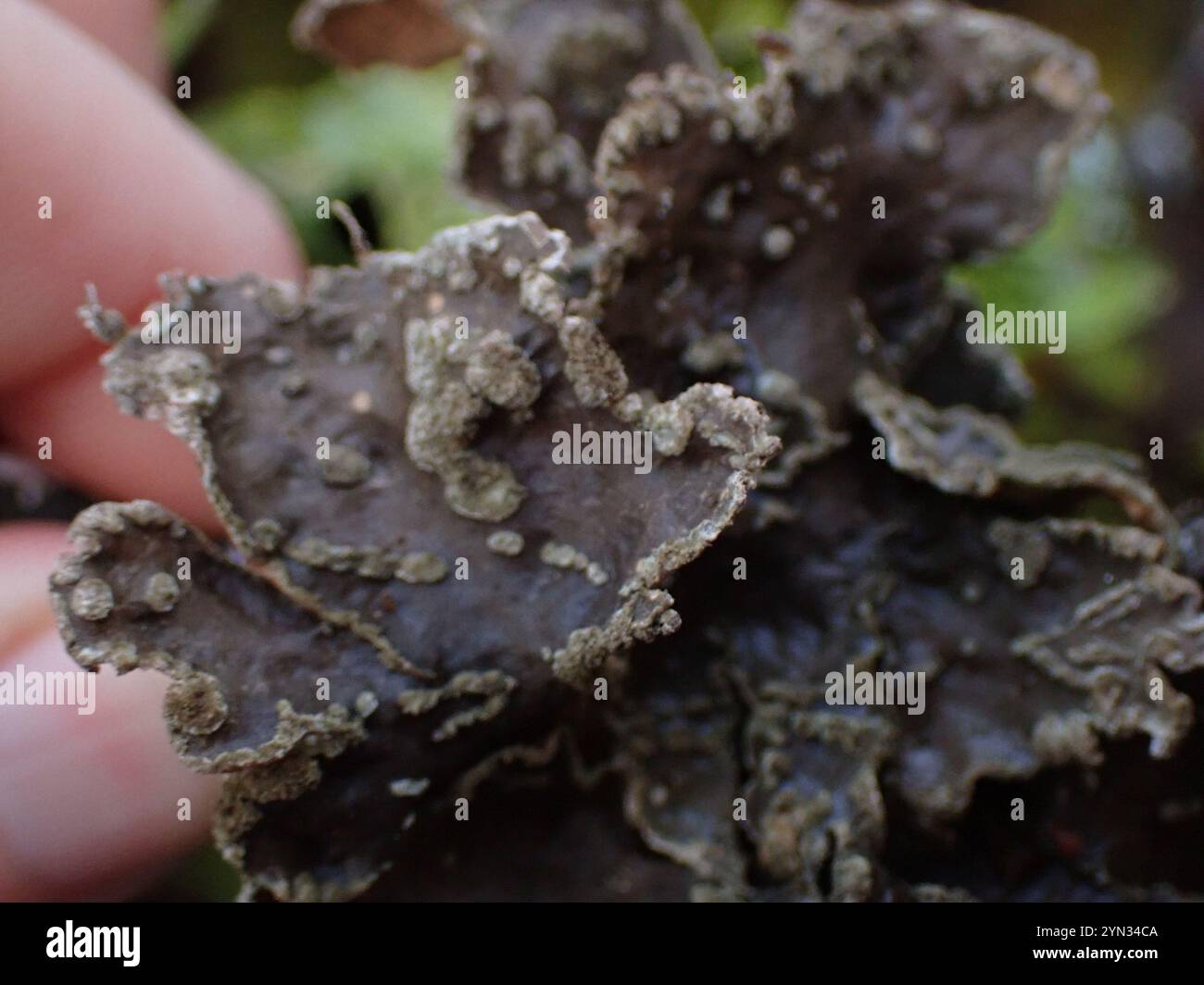Powdered Moon Lichen (Sticta limbata Stock Photo - Alamy
