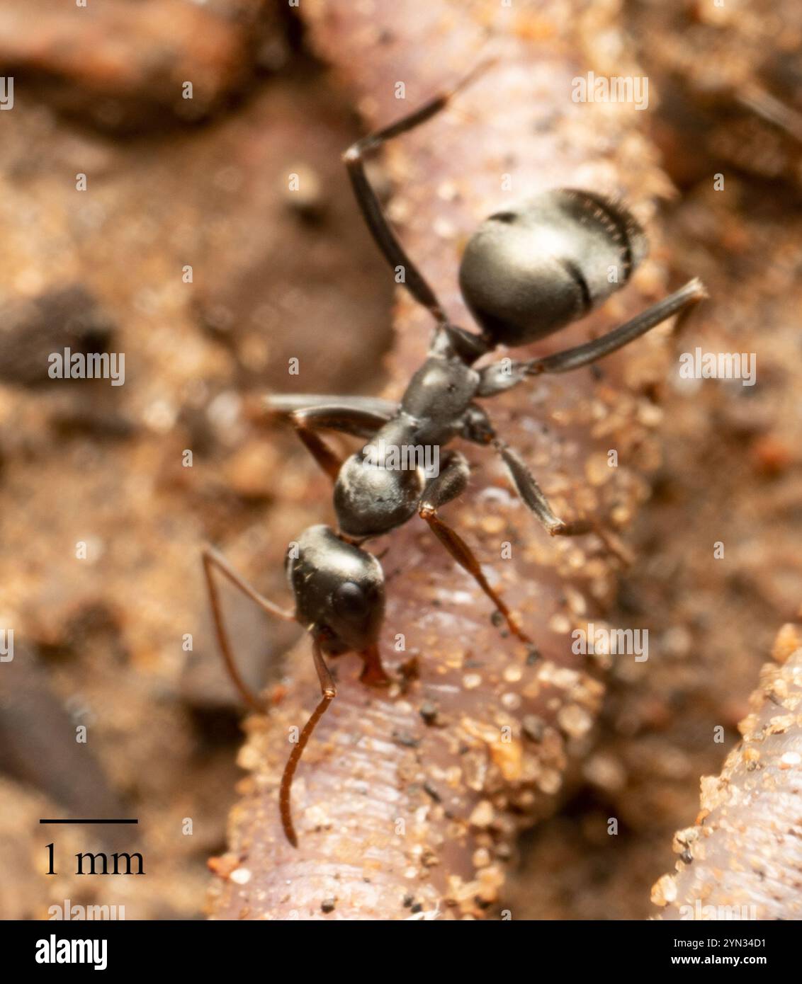 fusca-group Field Ants and Allies (Formica fusca Stock Photo - Alamy