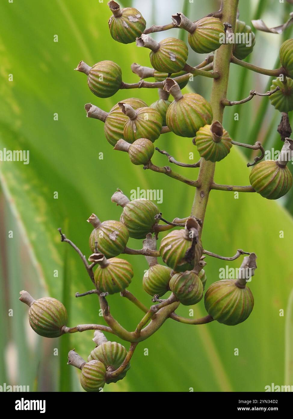 Shell ginger (Alpinia zerumbet Stock Photo - Alamy