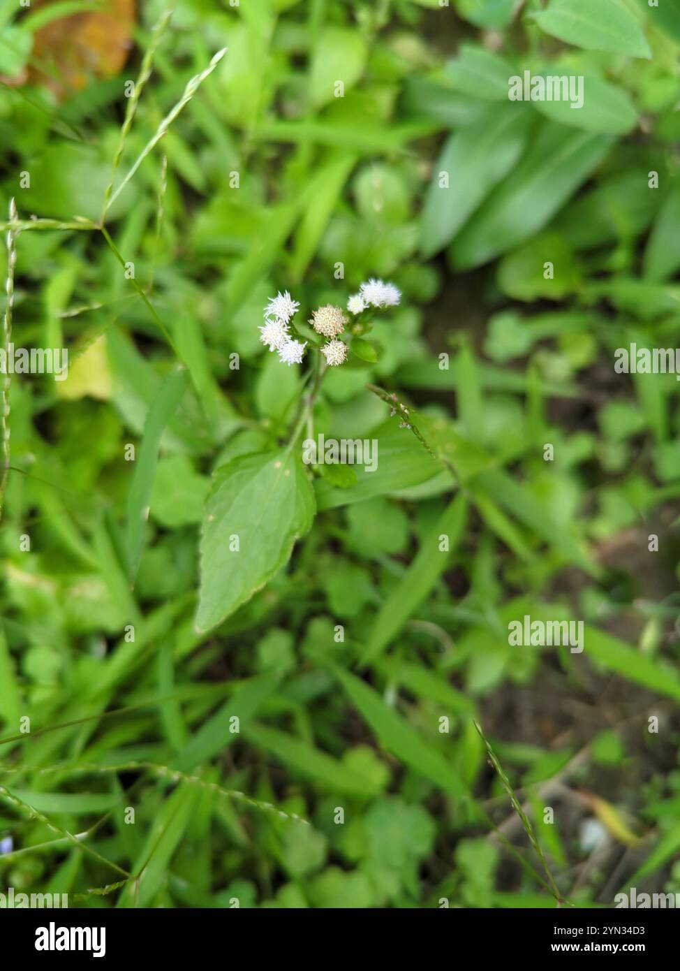 billygoat weed (Ageratum conyzoides Stock Photo - Alamy