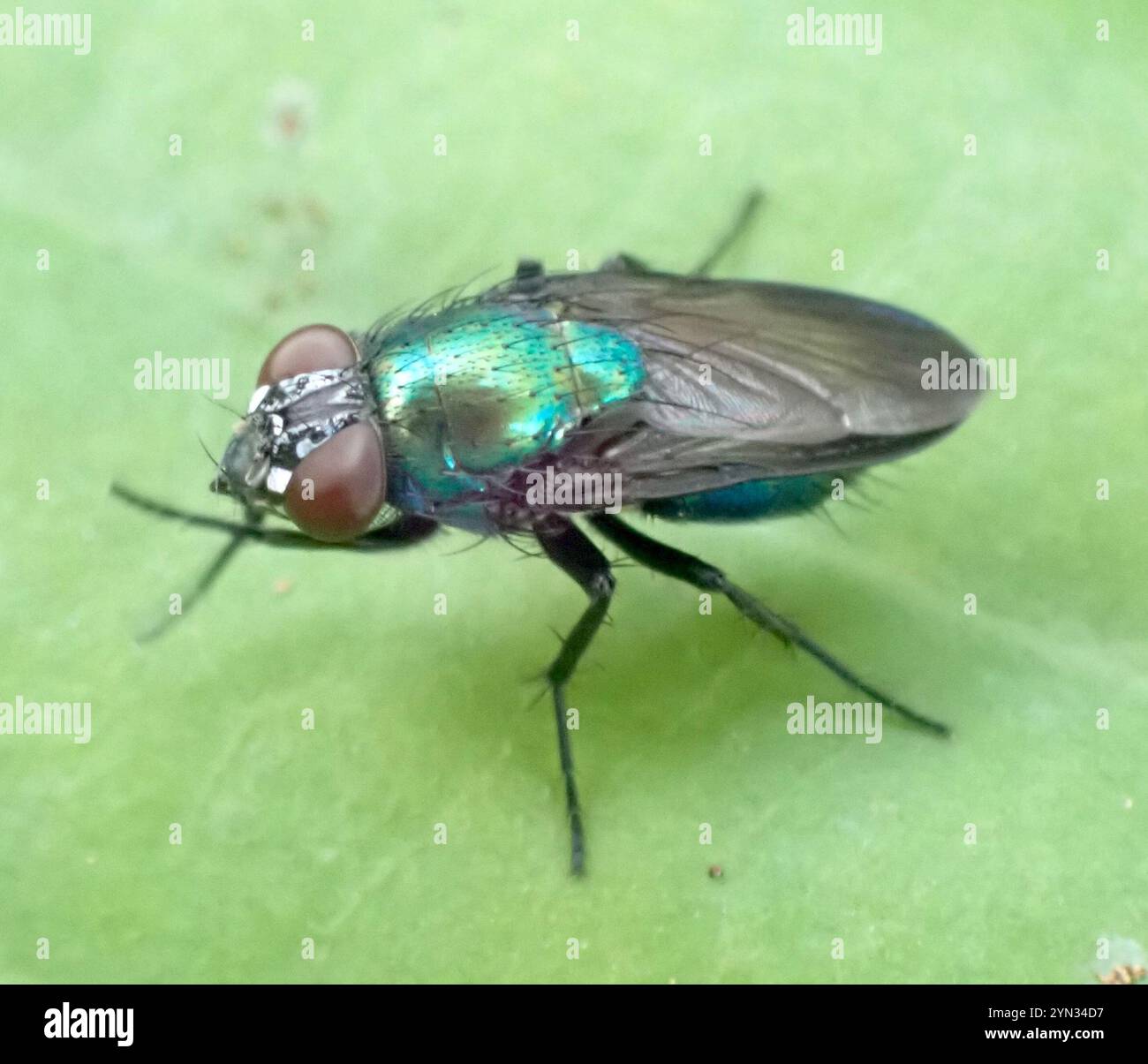 Nose Flies (Rhiniidae Stock Photo - Alamy