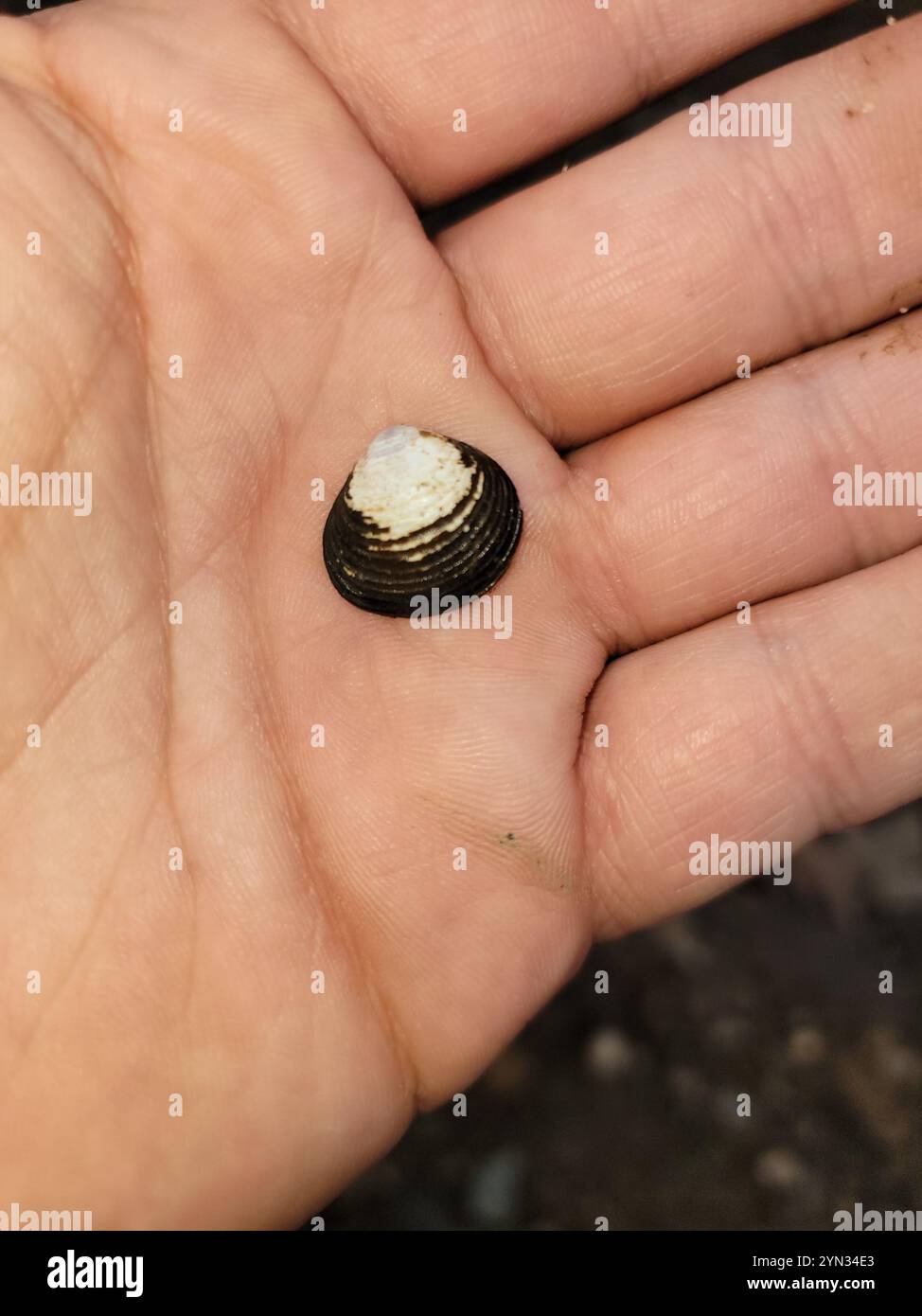 Asian Clam (Corbicula fluminea Stock Photo - Alamy