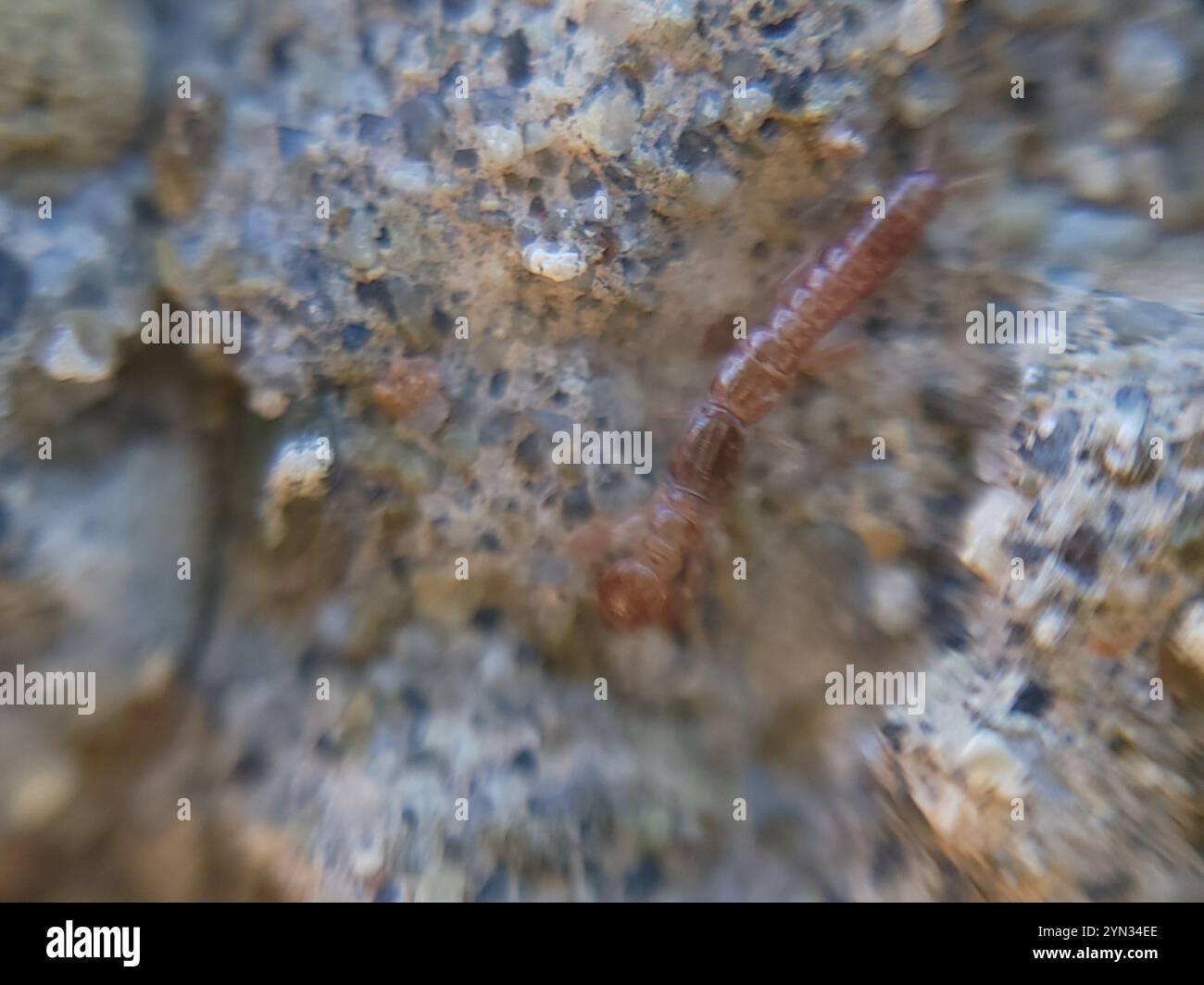 Embioptera hi-res stock photography and images - Alamy