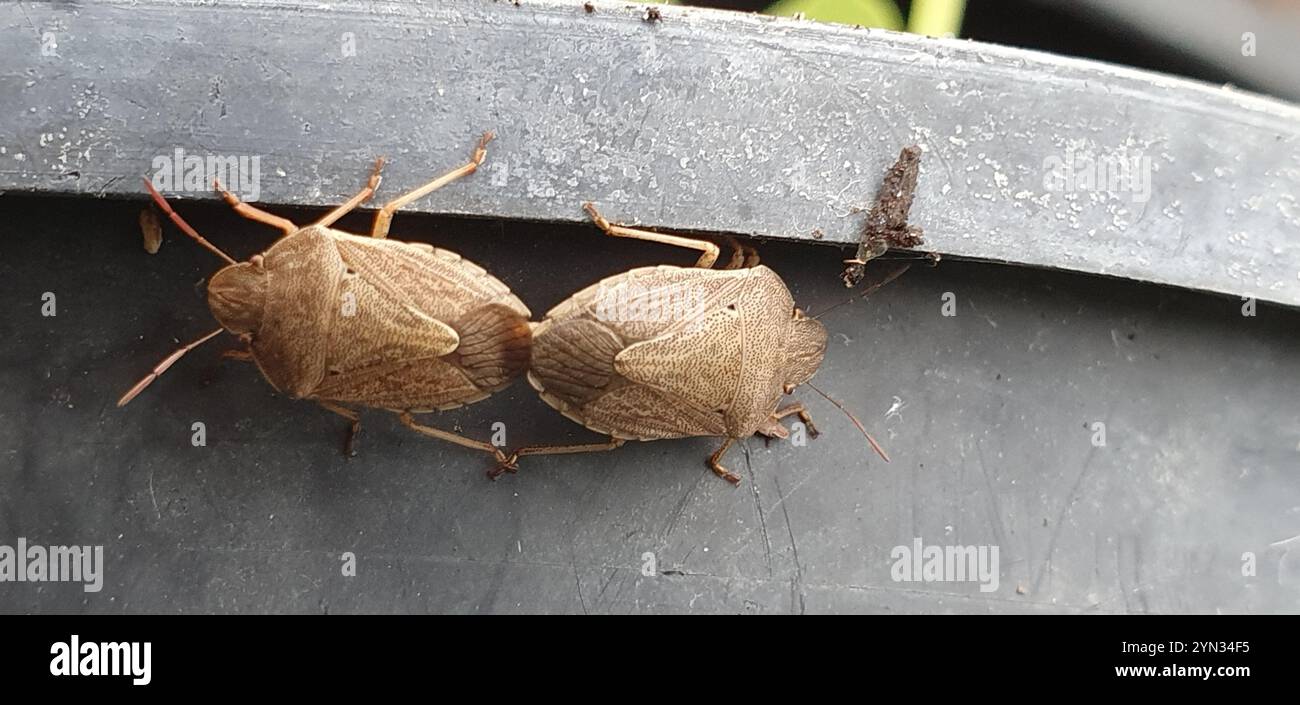 Stink Bugs, Shield Bugs, and Allies (Pentatomoidea Stock Photo - Alamy