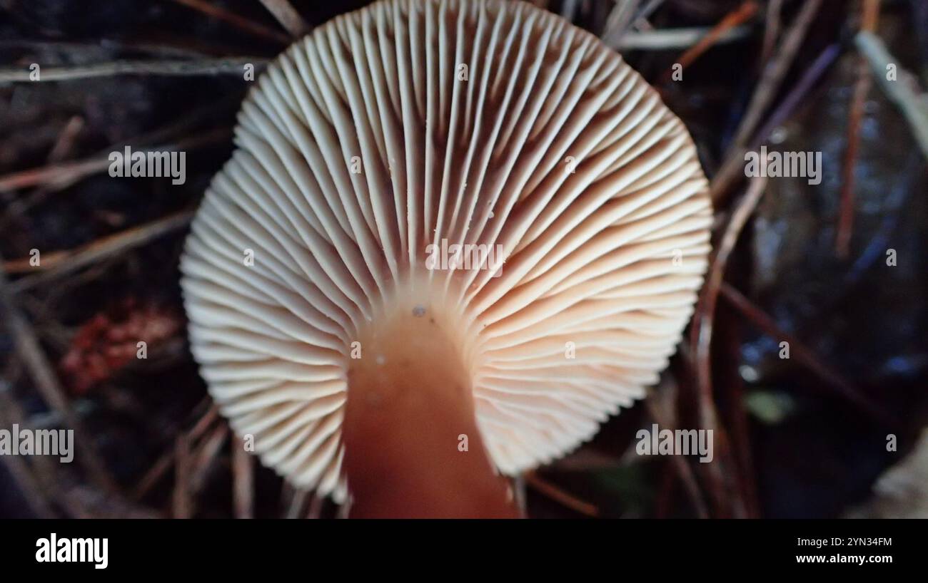 Liver Milkcap (Lactarius hepaticus Stock Photo - Alamy