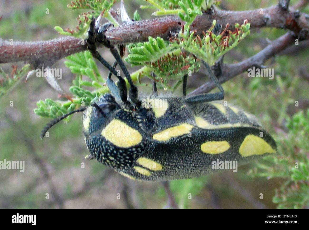 Sternocera hi-res stock photography and images - Alamy