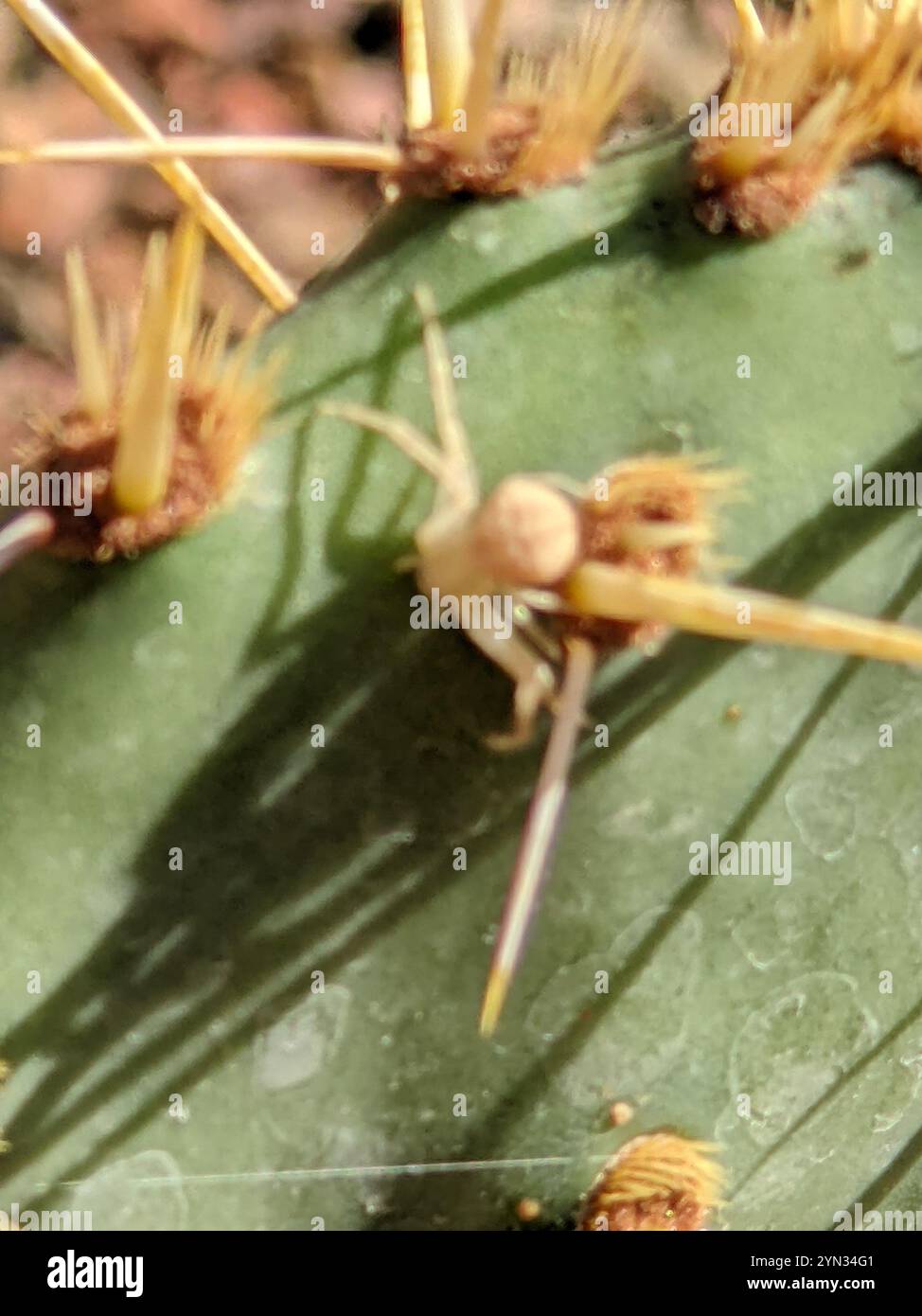 Crab Spiders (Thomisidae Stock Photo - Alamy