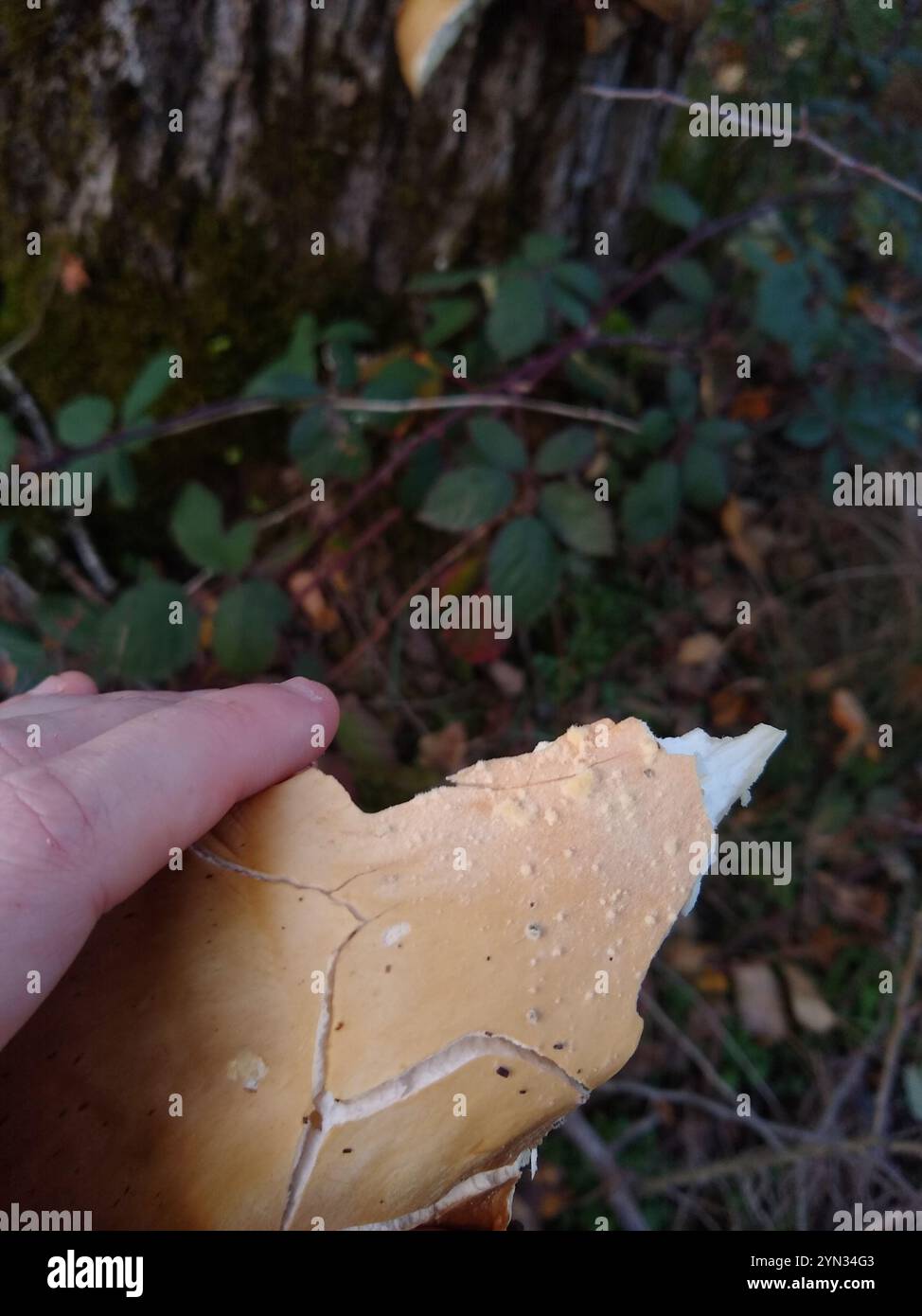 aspen oyster mushroom (Pleurotus populinus Stock Photo - Alamy